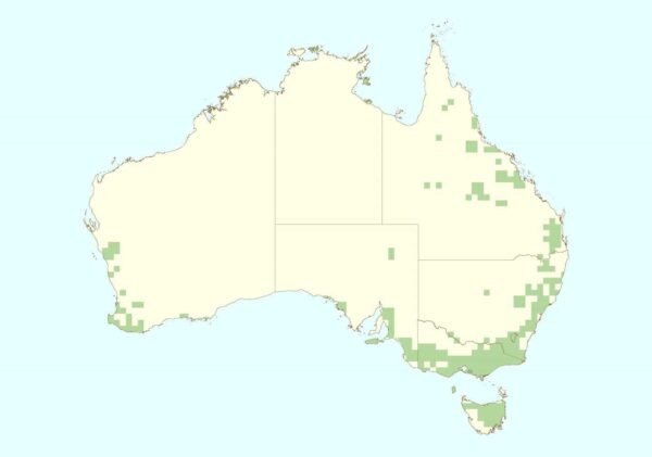 Deer Hunting Australia - Guided Deer Hunts, Deer Safaris & Deer Courses