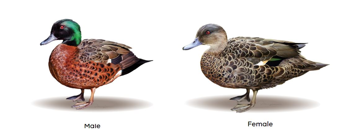 Duck Hunting Australia - Guided Duck and Waterfowl Hunts